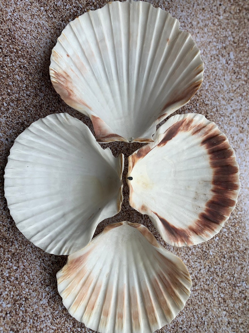 4"-5" Irish Deep Baking Scallop Shell - Seashell Supplies - Scallop ...