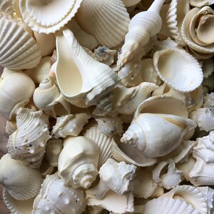 White Wedding Seashell Mix Beach Wedding Decor White Wedding - Etsy