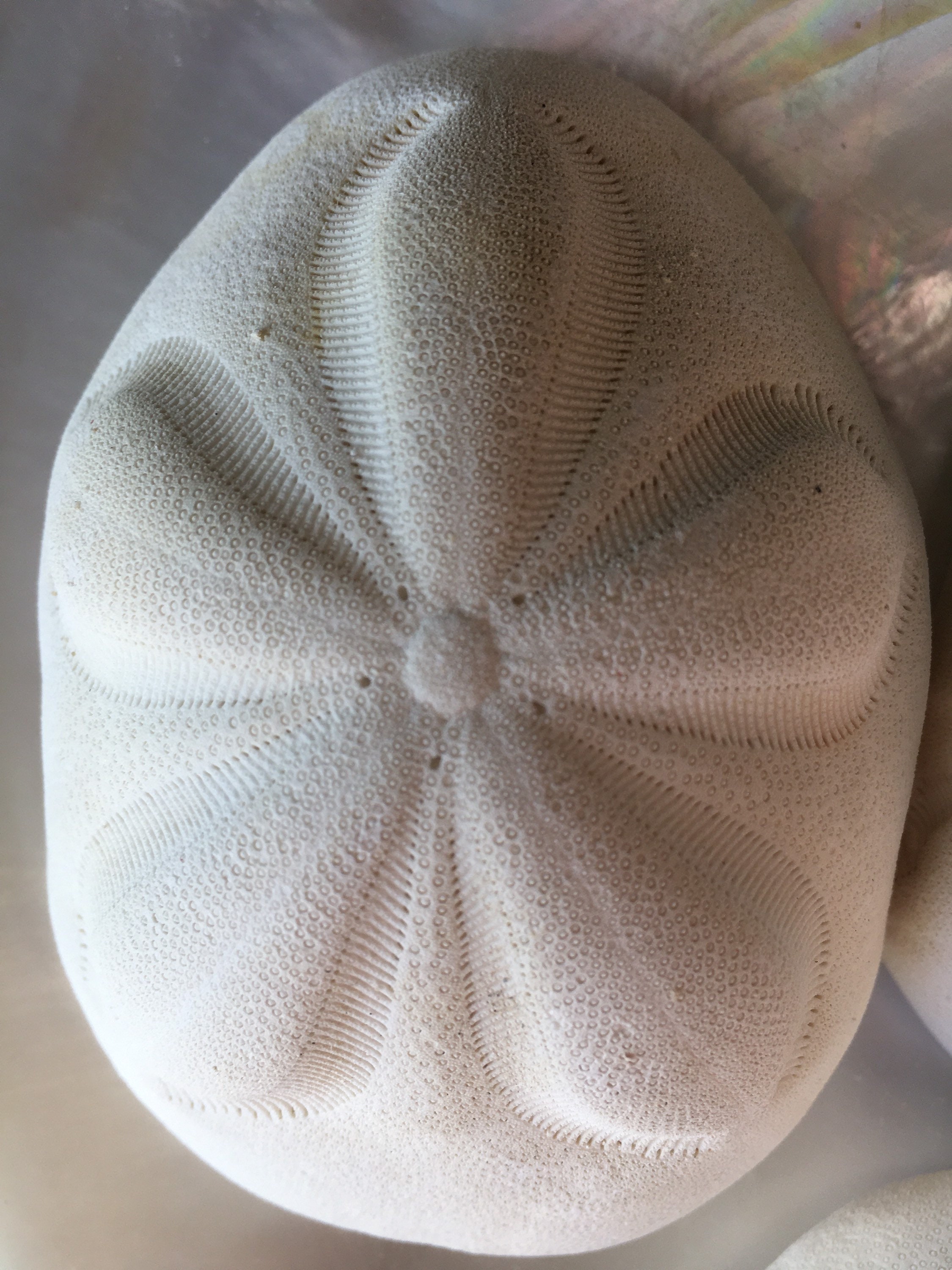 Sea Biscuit 33.75 Sea Cookies Seashell Bulk - Etsy