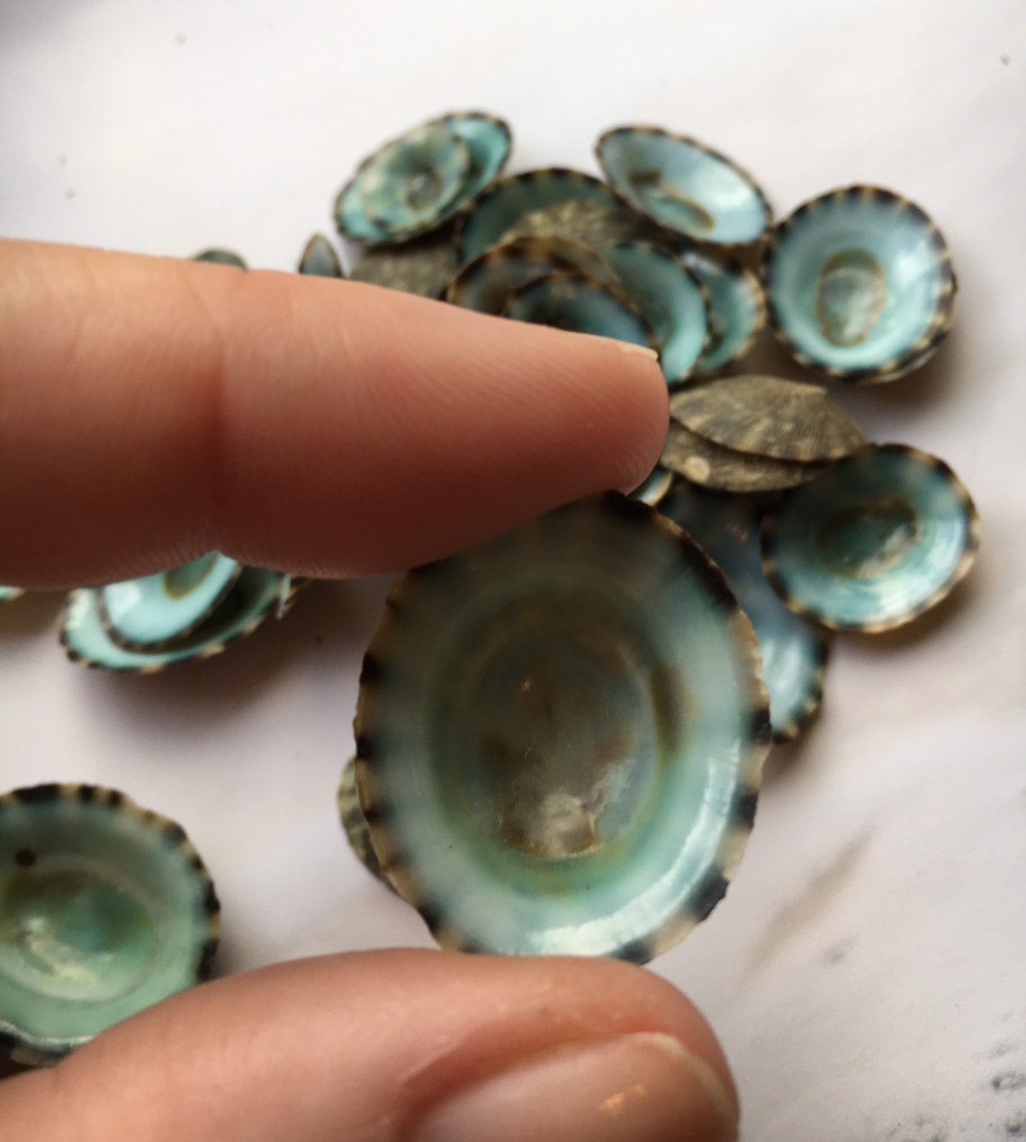 Green Limpet Seashells 0.50-1.25 Green Limpet - Etsy