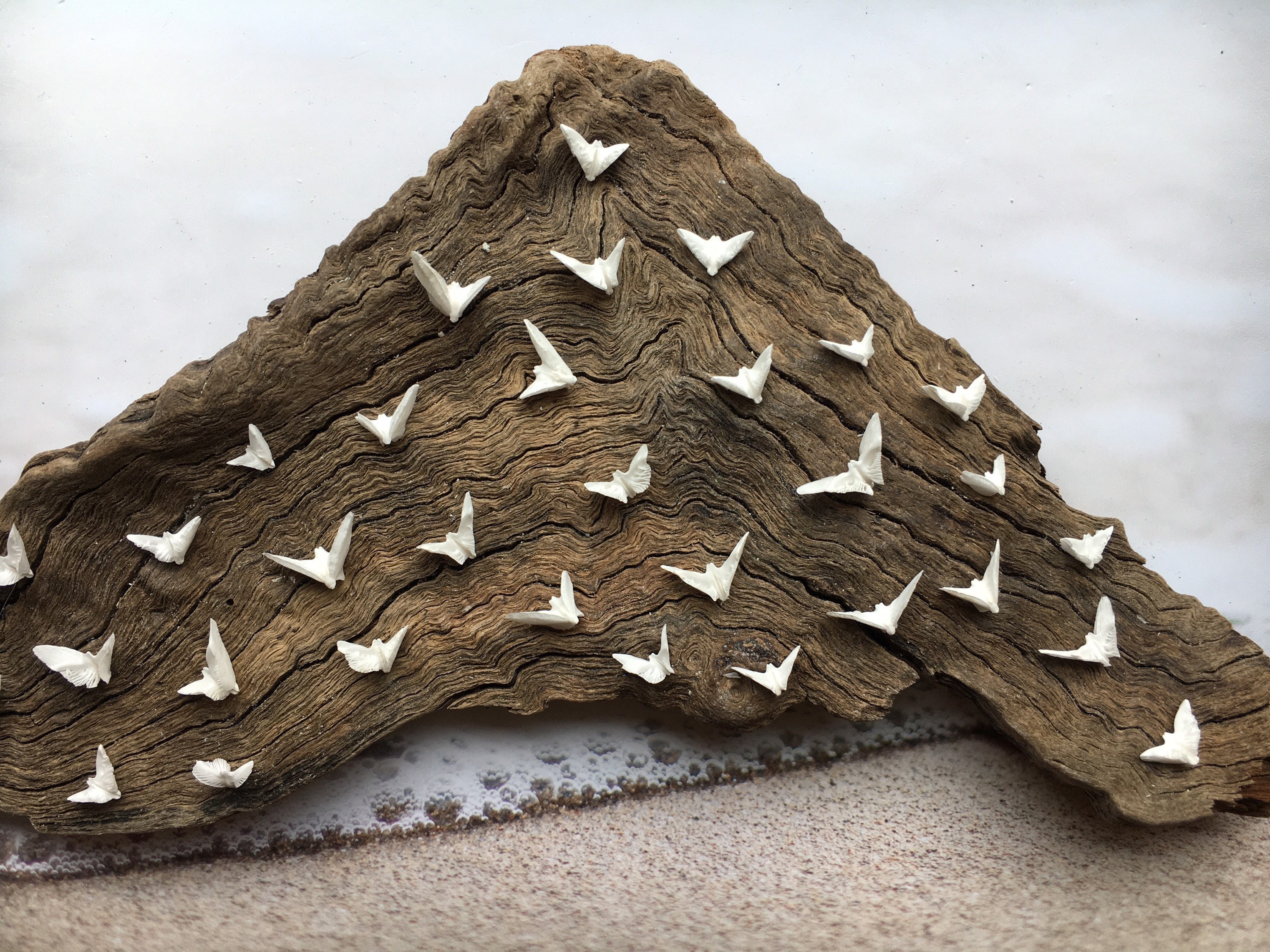 Sand Dollar Doves Sand Dollar Craft Supply Beach Wedding - Etsy Canada