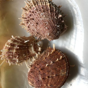 Spiny Oyster Pair Assorted Types 3" to 4" Sea Shell - Spondylus Oyster ...