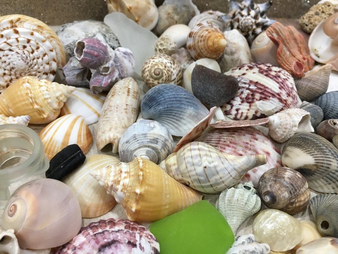 Sea Glass & Seashells Mix Great for Crafting, Art, Home Decor, Great ...