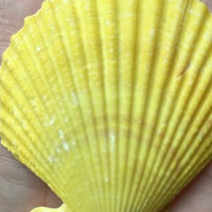 Colored Pectin Shells 1"-2" - Colorful Pectins - Natural Seashell ...