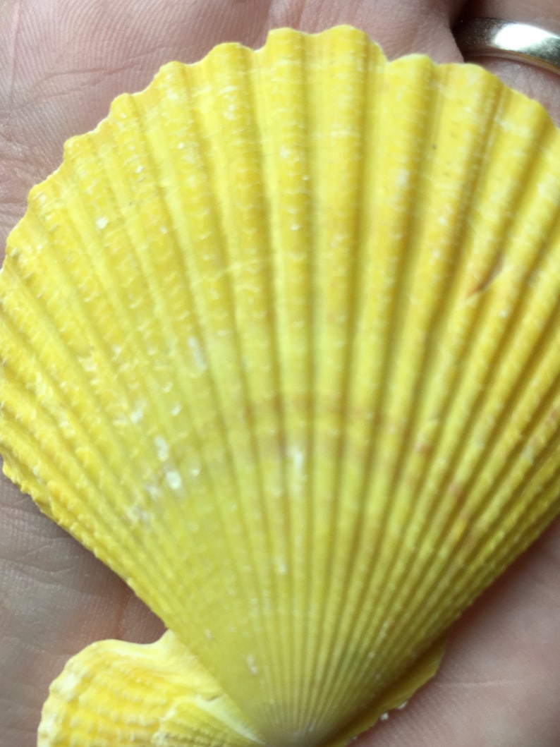 Colored Pectin Shells 12 Colorful Pectins - Etsy