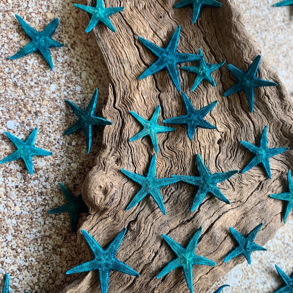 Starfish Decor - Etsy