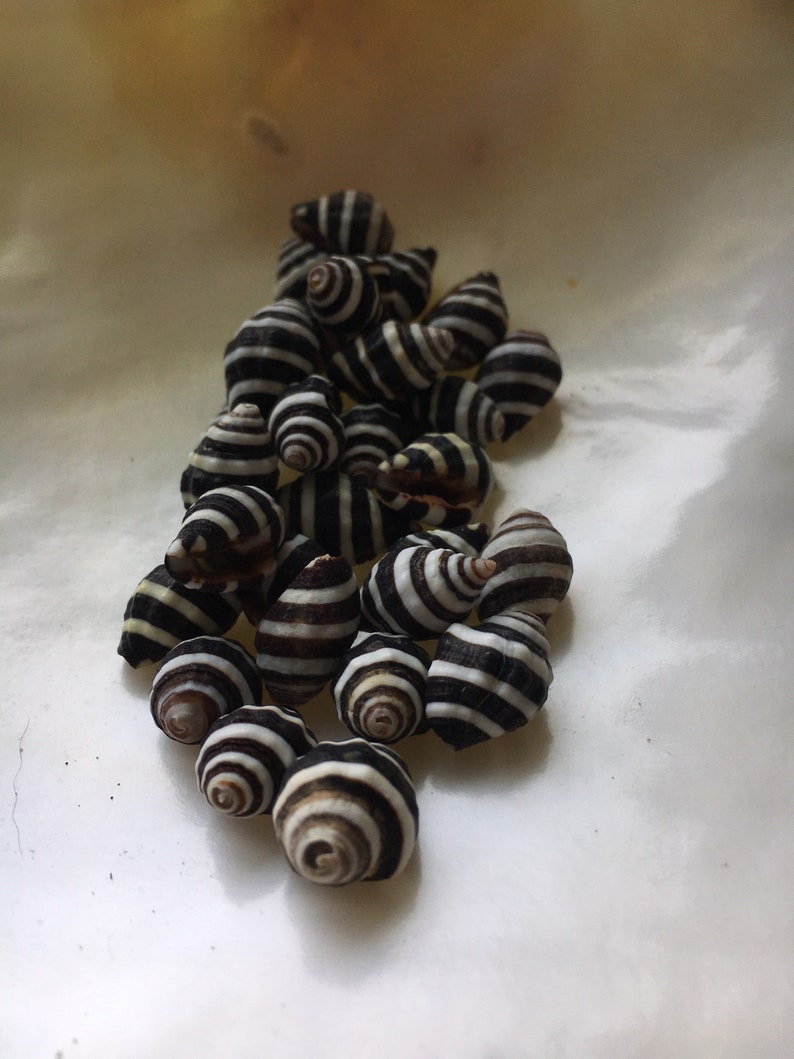 Beehive Bumblebee Snail Shells 1/41/2 Tiny Shells - Etsy