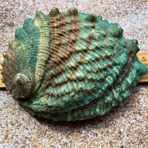Pink Abalone Rainbow Shells-haliotis Corrugata 3"-4.50"-abalone ...
