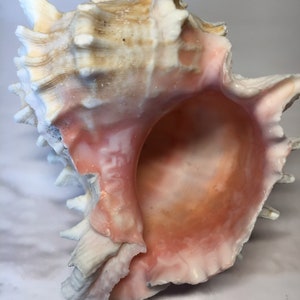 Pink Murex Seashell-beach Wedding Decor-crafting Shells-wedding Shells ...