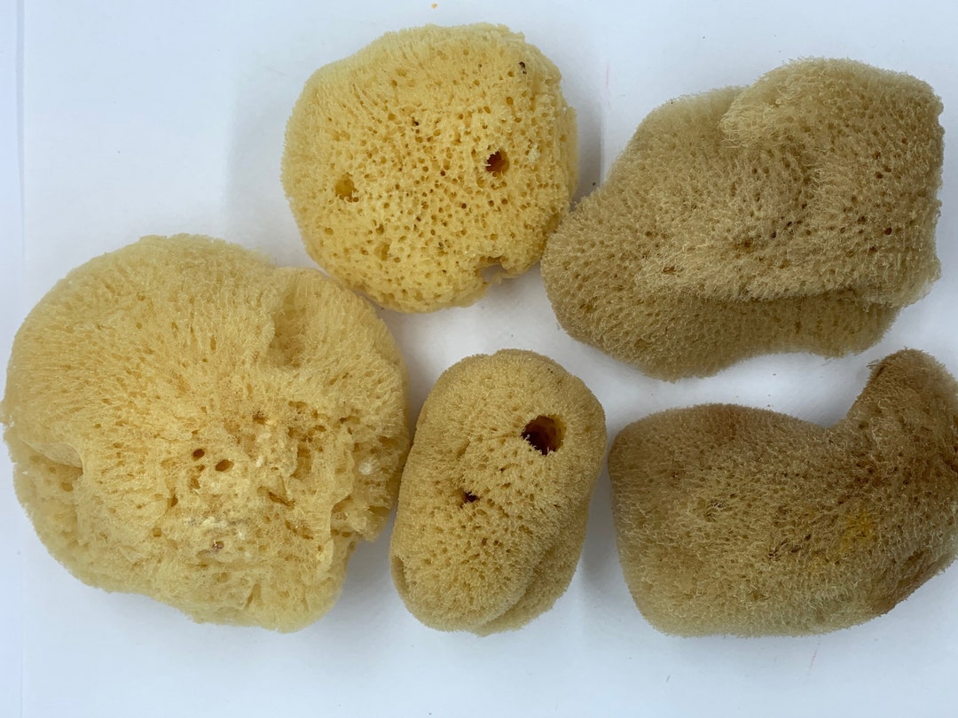 Sea Silk Sponge - Facial Sponge - Natural Sea Silk Sponge - Natural Sea ...