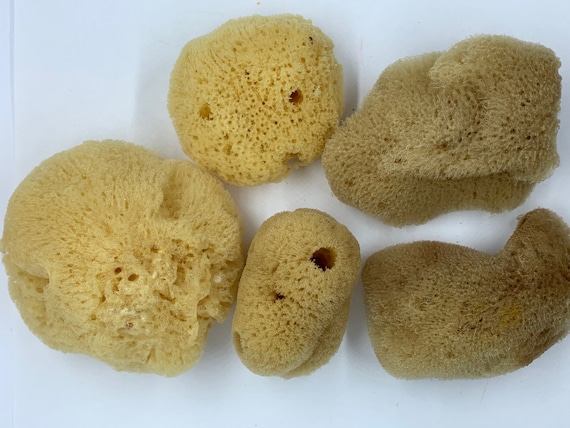 Sea Silk Sponge Facial Sponge Natural Sea Silk Sponge - Etsy