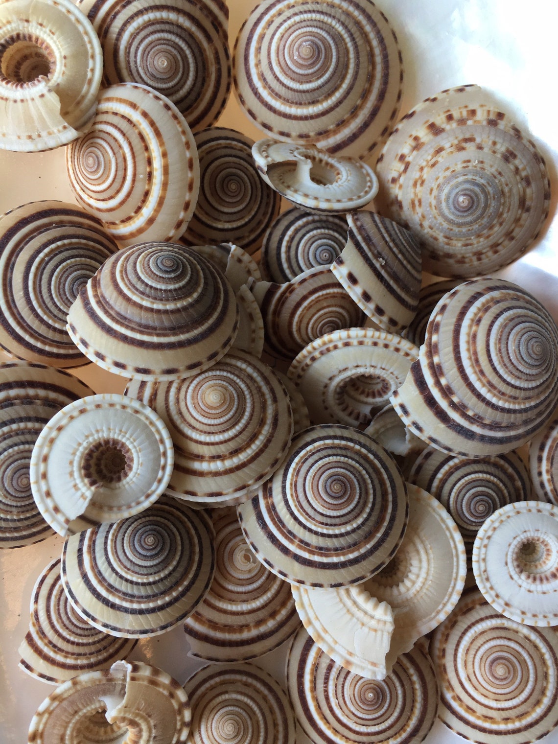 Sundial Seashells 3/41.5 Sundial Seashell Craft | Etsy