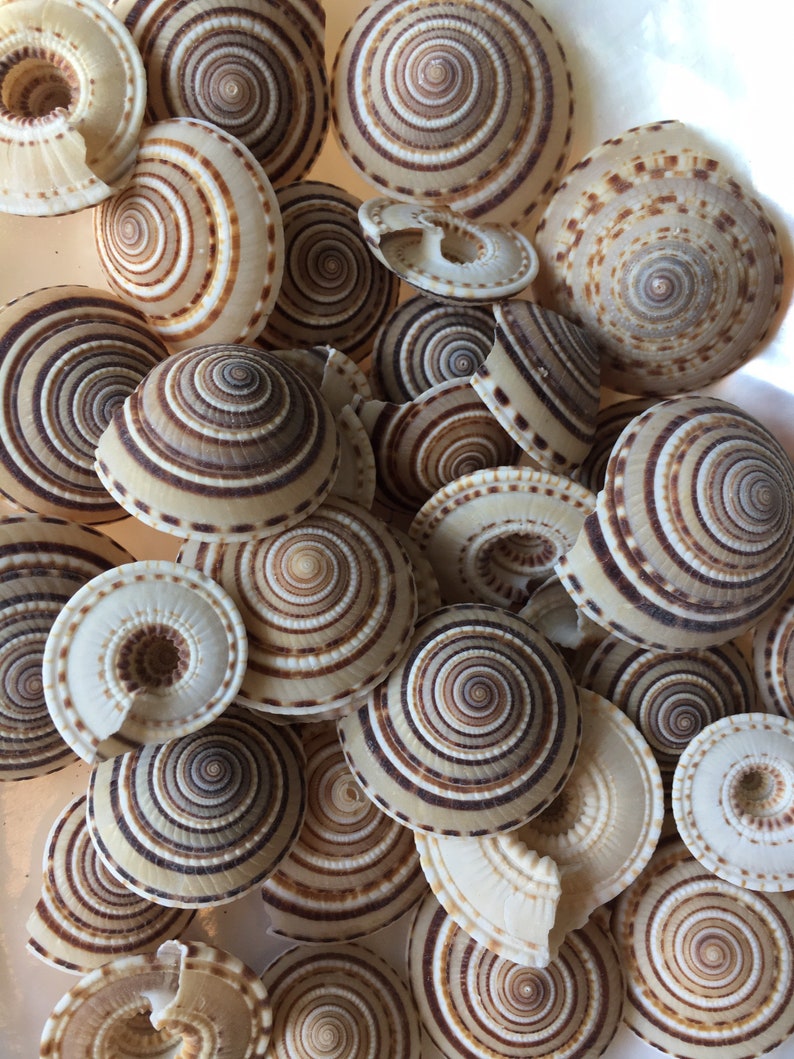 Sundial Seashells 3/41.5 Sundial Seashell Craft | Etsy