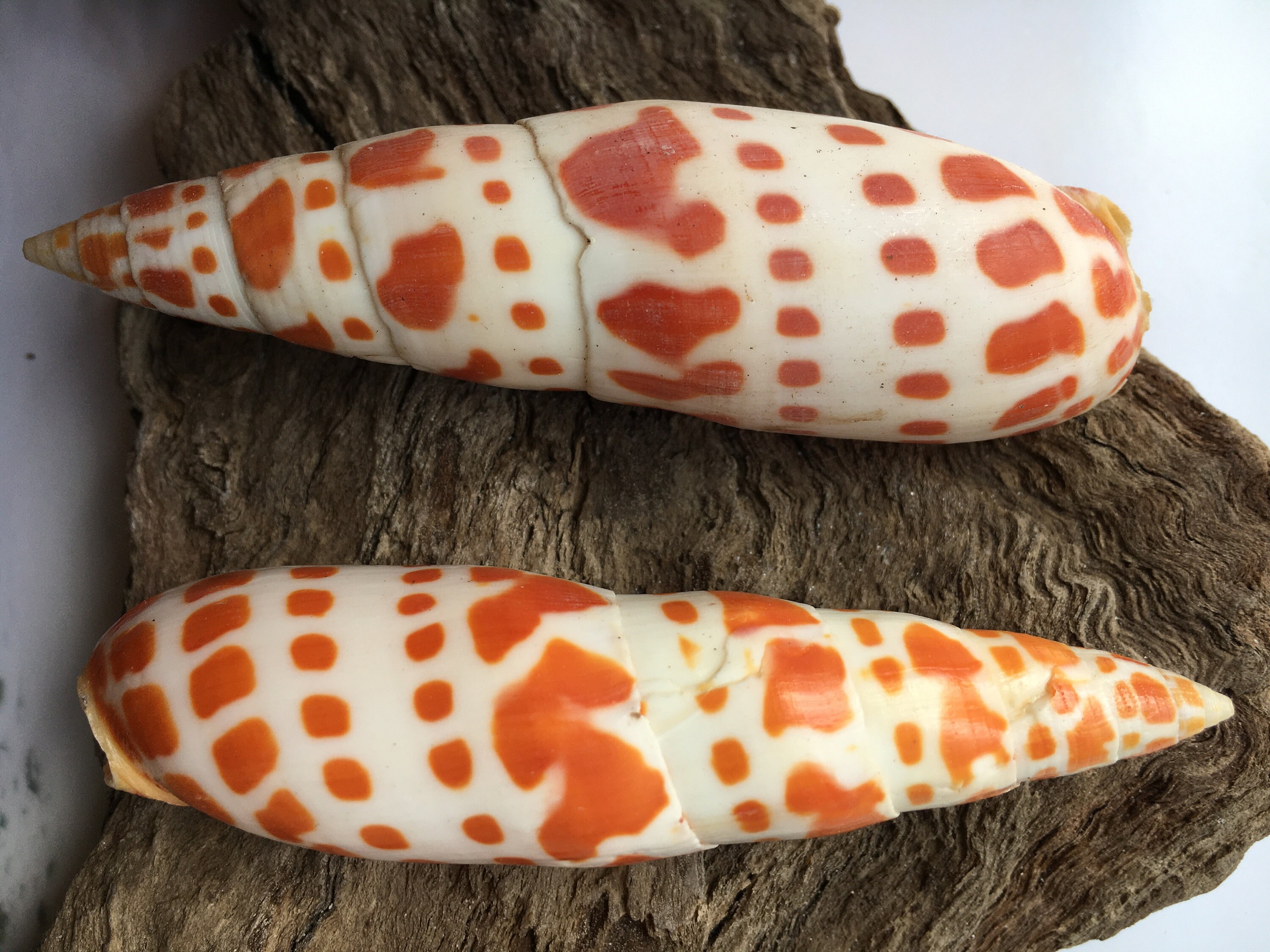 Mitra Mitra 2 3 Episcopal Miter Shells Orange - Etsy UK