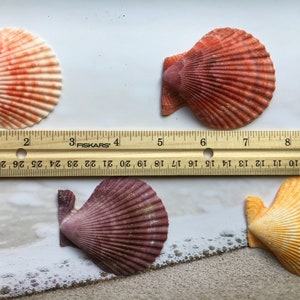 XL Colored Pectin Shells 2"-3.5" - Colorful Pectins - Natural Seashell ...