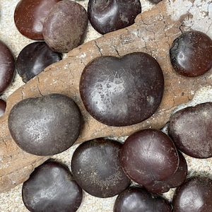Lucky Sea Bean - Heart Bean - Beach Wedding Favors - Decor - Sea Urchin ...
