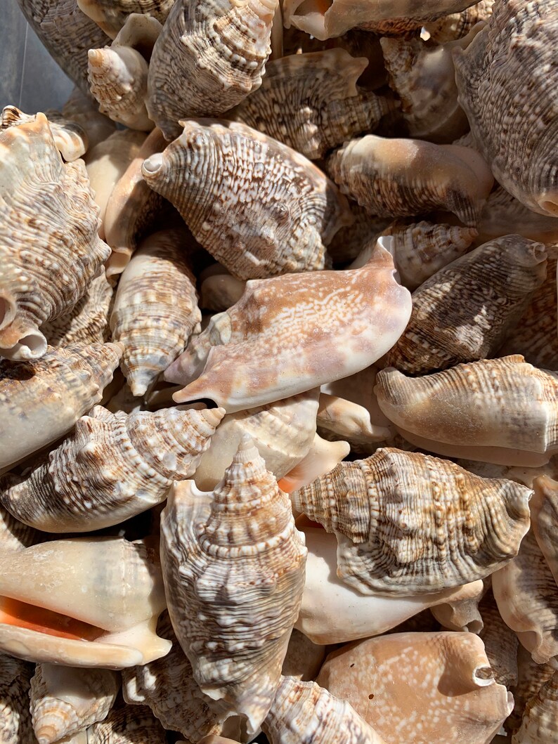 Diana Conch 23 Strombus Lentiginosus Beach Wedding - Etsy