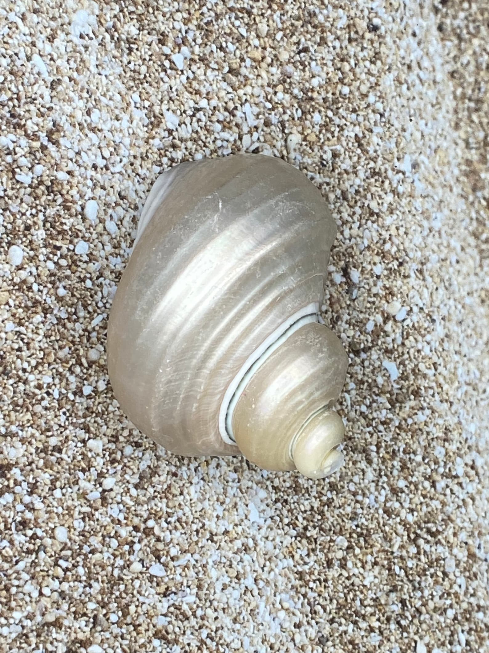 Pearl Turbo Setosus Shell 1 3/4 2 1/4 Opening 1 - Etsy