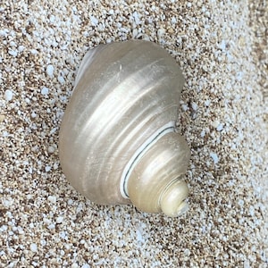 Pearl Turbo Setosus Shell 1 3/4 - 2 1/4" Opening 1" (pentholatus ...