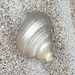 Pearl Turbo Setosus Shell 1 3/4 - 2 1/4" Opening 1" (pentholatus ...