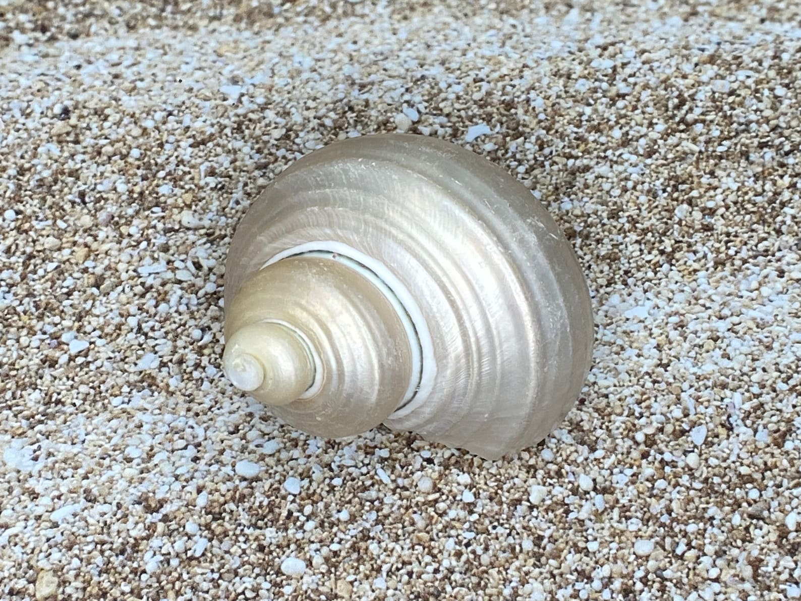 Pearl Turbo Setosus Shell 1 3/4 2 1/4 Opening 1 - Etsy