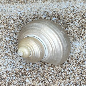Pearl Turbo Setosus Shell 1 3/4 - 2 1/4" Opening 1" (pentholatus ...