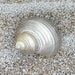 Pearl Turbo Setosus Shell 1 3/4 - 2 1/4" Opening 1" (pentholatus ...