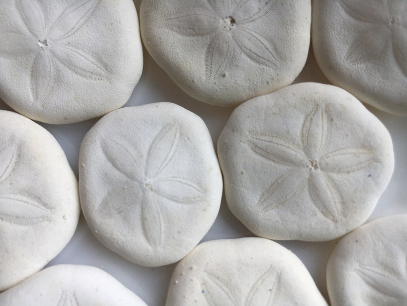 Sea Biscuit Sea Cookies-bulk Seashell Bulk-seashell Craft - Etsy