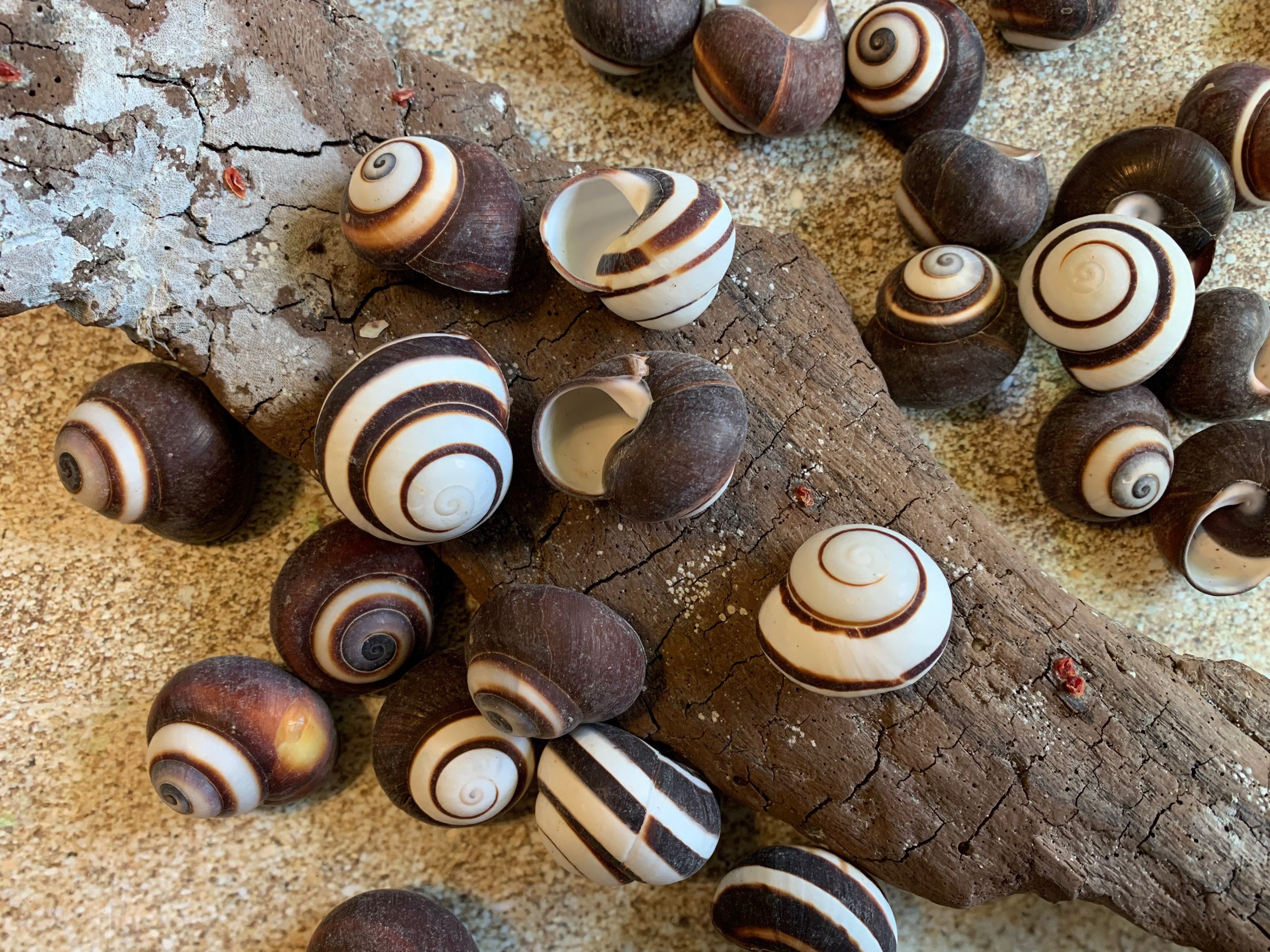 Chocolate Swirl Land Snails Brown and White Lands Snail - Etsy