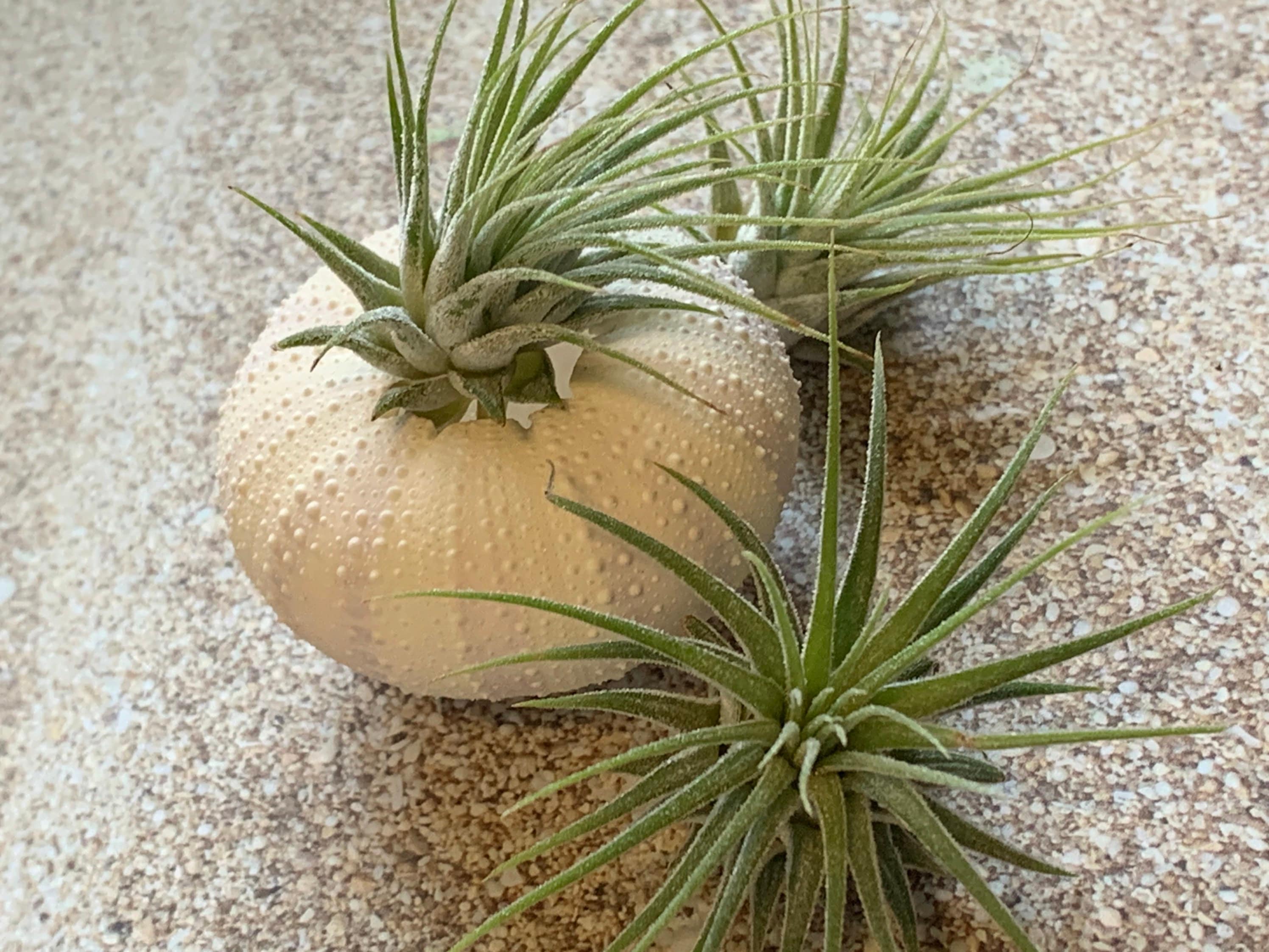 Tillandsia Ionantha Mexican Air Plant, Guatemala Air Plant, Air Plants ...