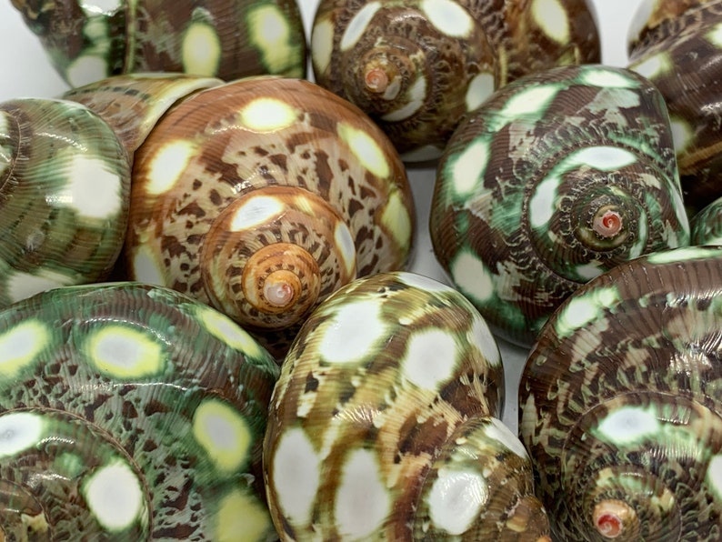 Spotted Turbo Shell 1 3/8 2 3/8 Seashell - Etsy