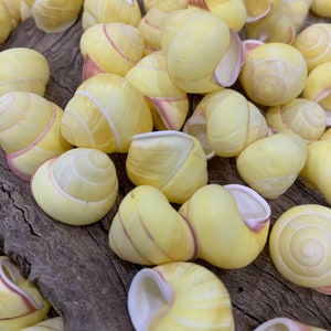 Land Snail-striped Yellow Land Snail Shells-safe for Hermit Crabs ...