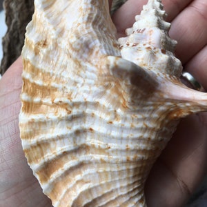 Rooster Tail Conch 4"-6" - Beach Wedding Decor - Seashells - Spiky ...