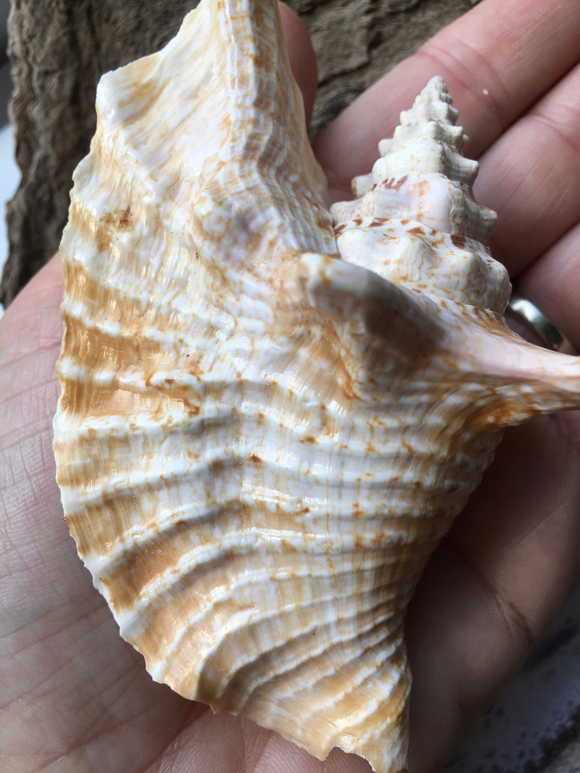 Rooster Tail Conch 46 Beach Wedding Decor - Etsy