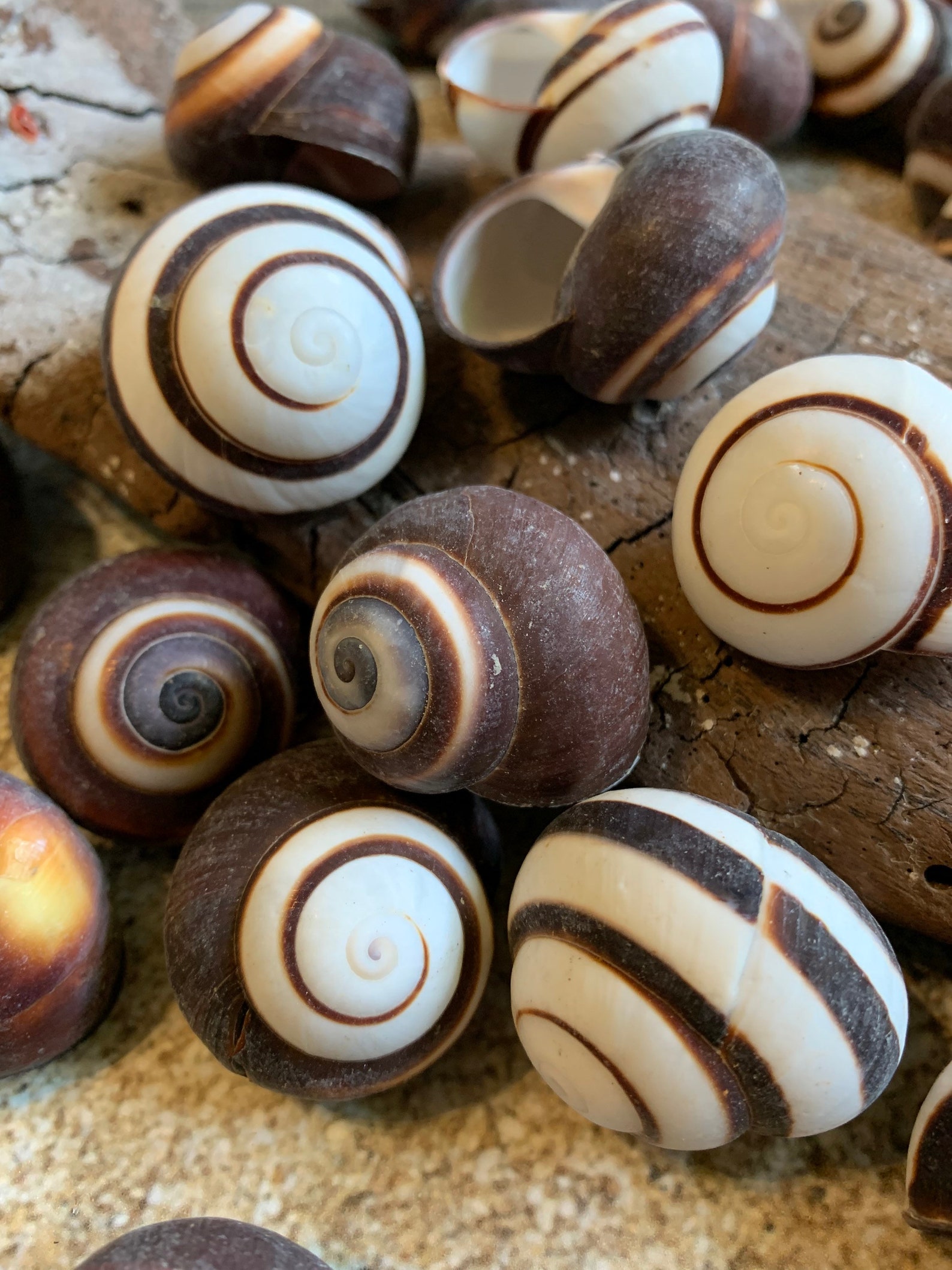 Chocolate Swirl Land Snails Brown and White Lands Snail - Etsy Canada