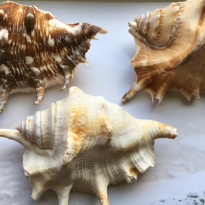 SALE Lambis Lambis Spider Conch - Broken Spines - Seashells - Spiny ...