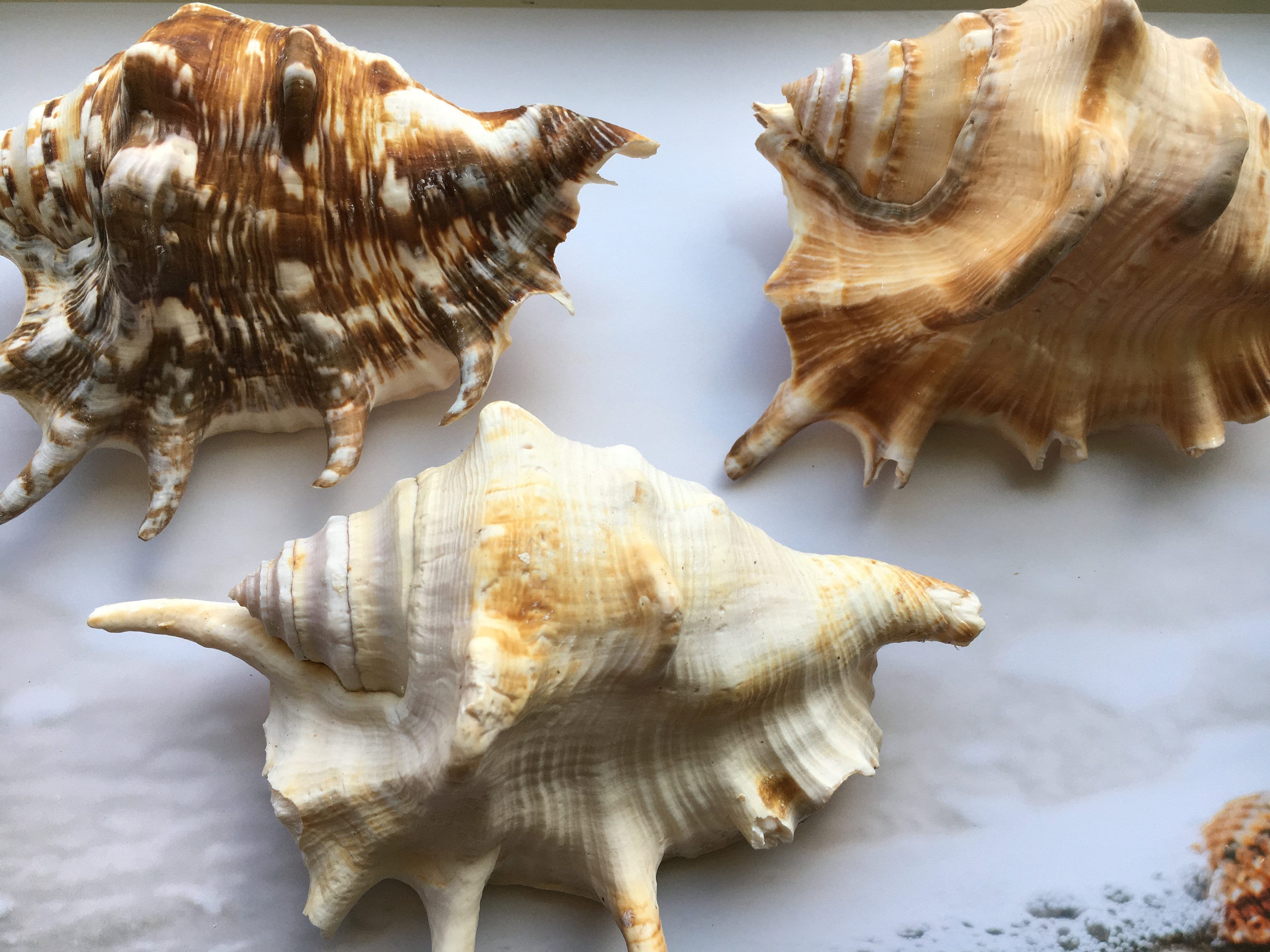 Broken Conch Shell