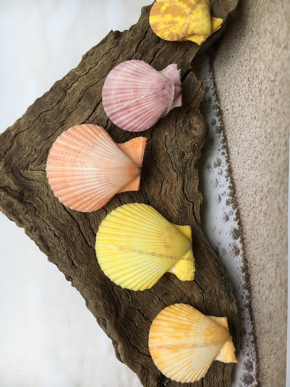 Colorful Scallop Pectin Seashell Pairs Small Pectin - Etsy