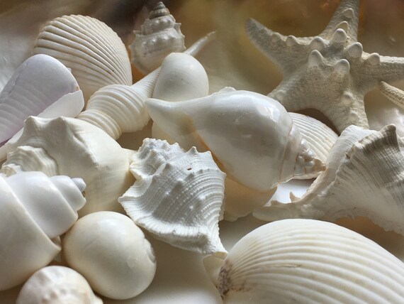 20 Piece Wedding Seashell Mix Beach Wedding Decor White - Etsy