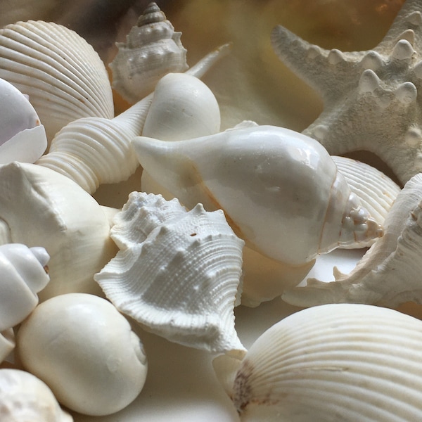 Wedding Shells - Etsy