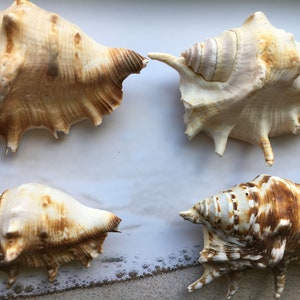 SALE Lambis Lambis Spider Conch - Broken Spines - Seashells - Spiny ...
