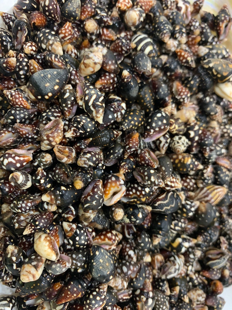 Nassa Columbella Shell Nassa Shells Small Shell Mix Tiny - Etsy