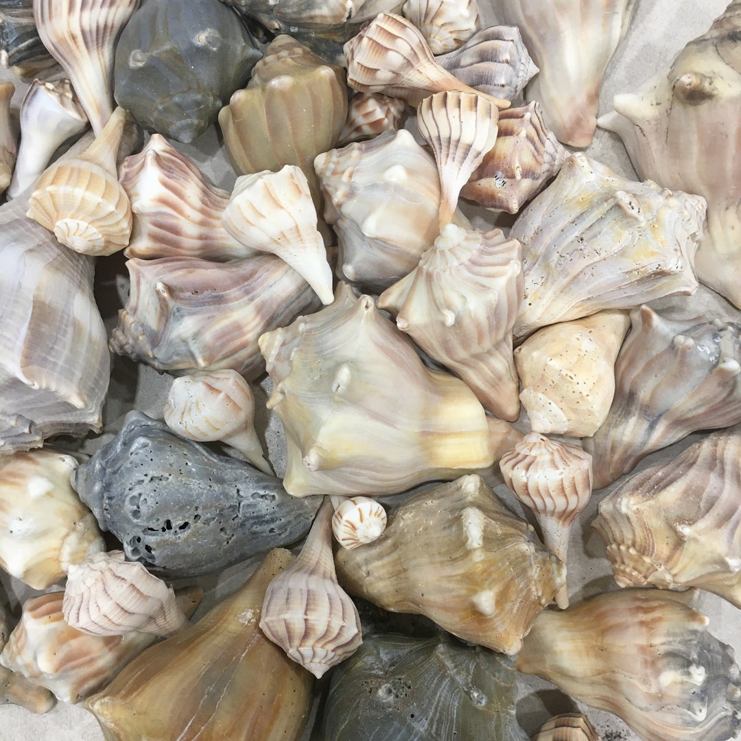 Lightning Whelk From Sanibel Island, Florida Beach Whelk, Home Decor ...
