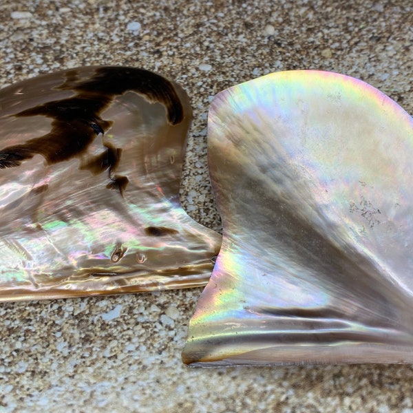 Brown Lip Shell - Etsy