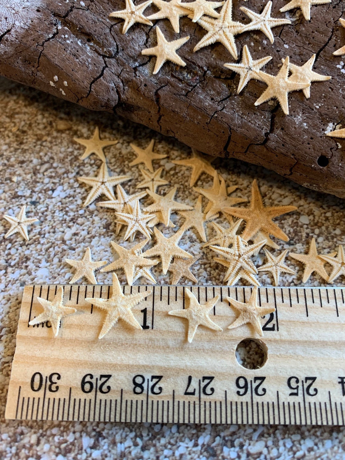 Tiny Starfish 1/43/4 Star Fish Craft Supply - Etsy