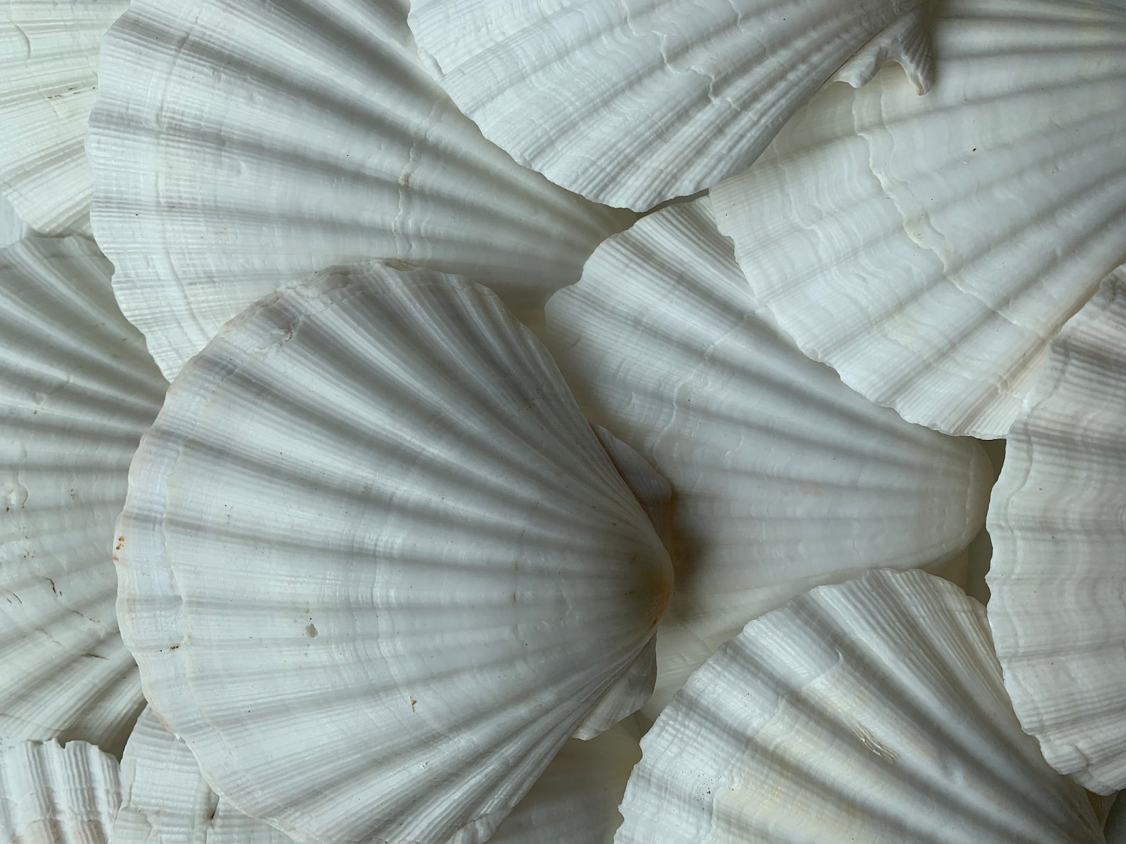 4"-5" Irish Deep Baking Scallop Shell - Seashell Supplies - Scallop ...