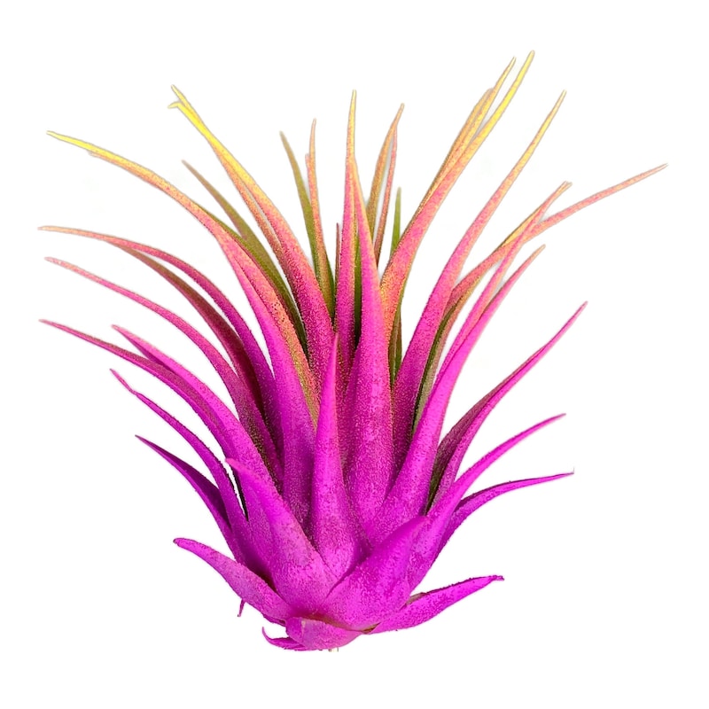 Colorful Air Plants - Etsy