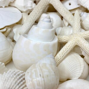 White Wedding Seashell Mix, Beach Wedding Decor, White Wedding Shells ...