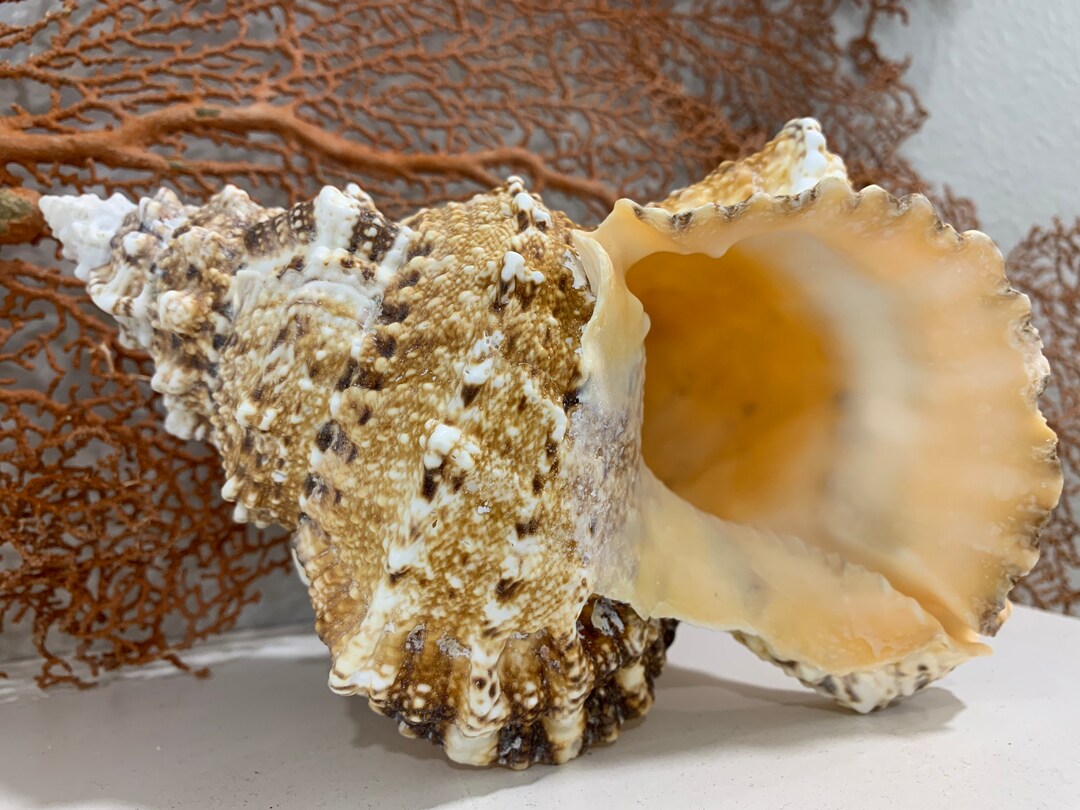 Huge Frog Seashell 46 Beach House Decor Coastal Cottage Nautical Decor ...