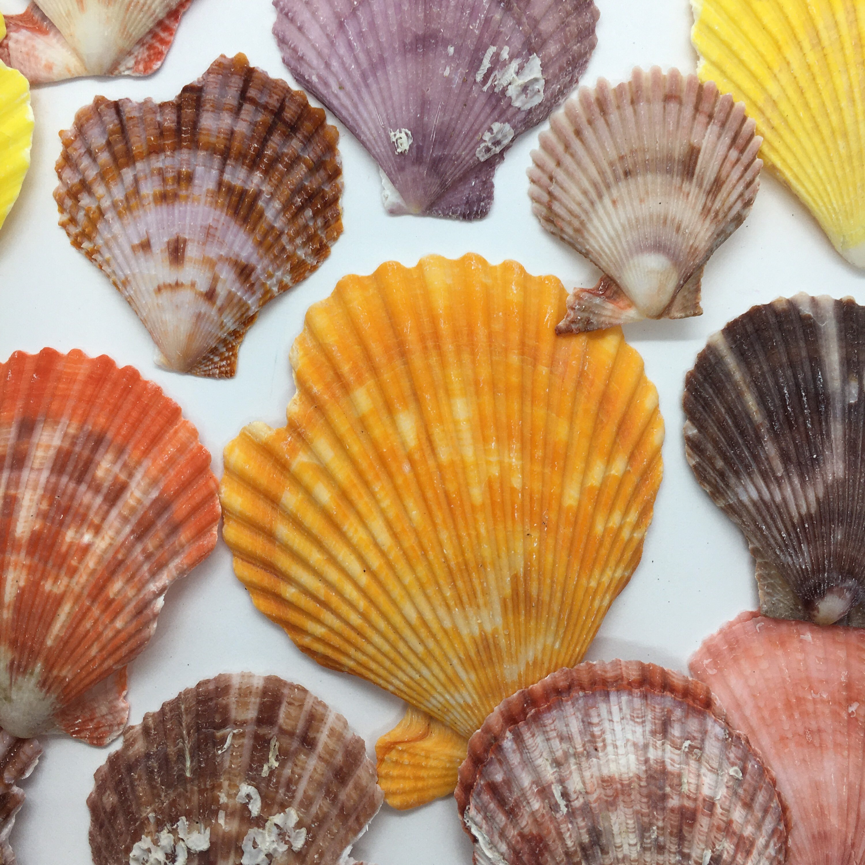 SALE- Broken/damaged Colorful Pectin Shells 1"-2"-colored Pectins ...